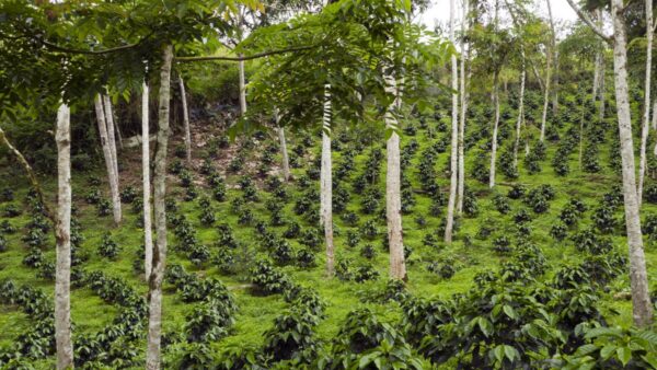 Coffee Farming in Nepal: Process, Opportunity, Challe..2025