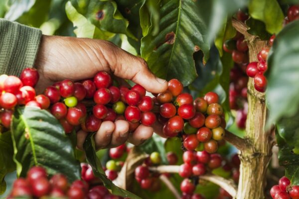 Coffee Farming in Nepal: Process, Opportunity, Challe..2025
