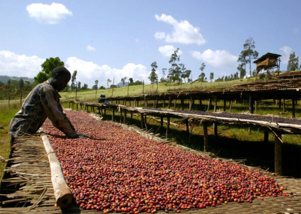 Coffee Farming in Nepal: Process, Opportunity, Challe..2025