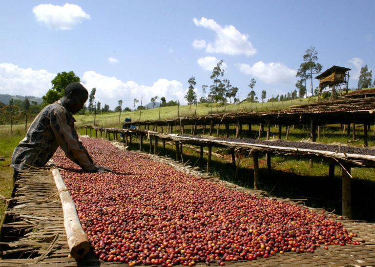 Coffee Farming in Nepal: Process, Opportunity, Challe..2025